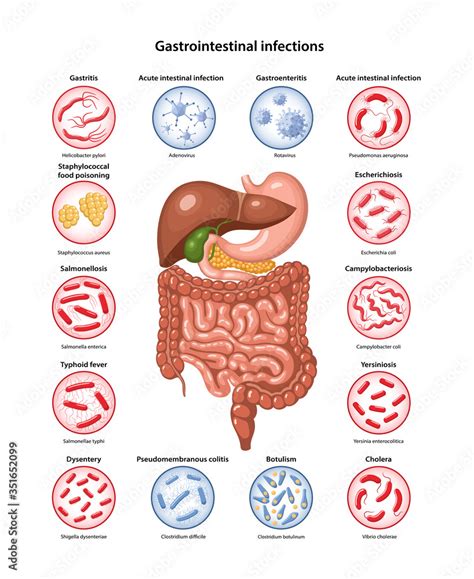 Page Template With Image Of Digestive System Bacteria And Viruses That