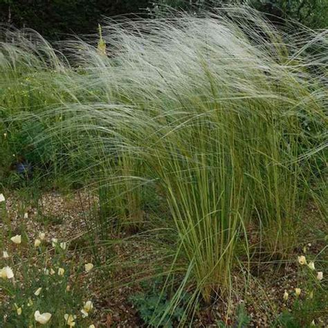 Drought Tolerant Stipa Barbata Ornamental Grass Plant Seed
