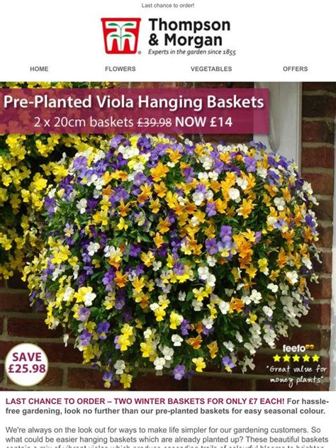 Thompson And Morgan Pre Planted Winter Hanging Baskets Only £7 Each