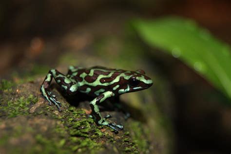 Green Poison Dart Frog ConservaciÓn Anfibios