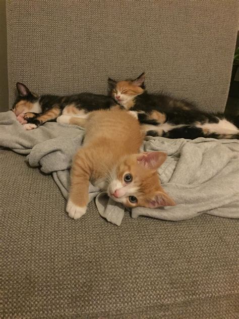 These Kittens Got Me Through One Of The Hardest Times In My Life 🖤