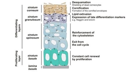 Cornification Index New