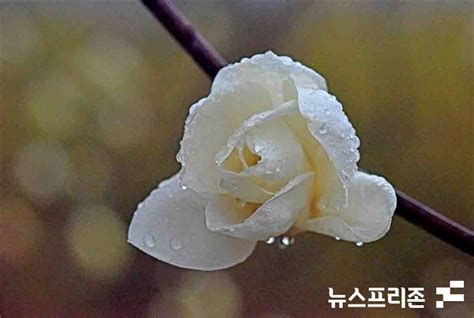 포토 하얀 목련이 필때면 뉴스프리존