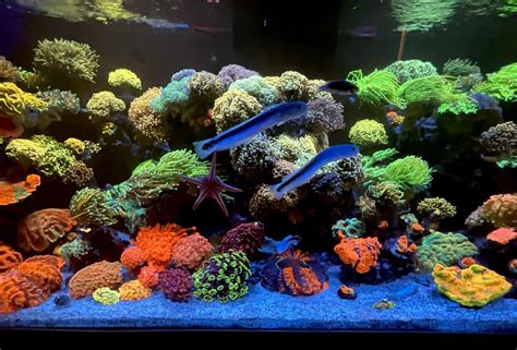 Eye Candy Coral Eye Candy Coral Added A New Photo — At