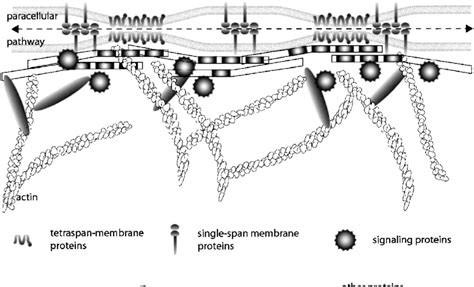 The Organization Of Tj Proteins At The Plasma Membrane This Schematic