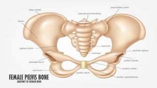 Female Pelvis Pptx