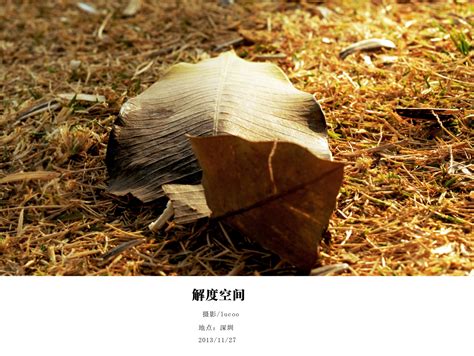 生活随拍lucoo 站酷zcool