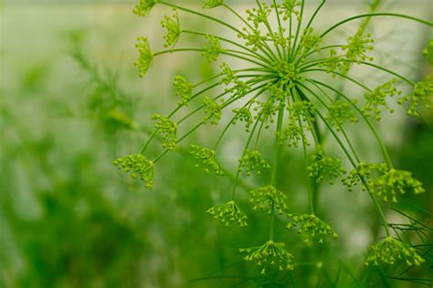 흐릿한 녹색 배경에 피는 딜 로제트 클로즈업 출판 디자인 포스터 달력 게시물 화면 보호기 벽지 카드 표지 웹 사이트를위한 딜 꽃차례 고품질 사진 0명에 대한 스톡 사진 및