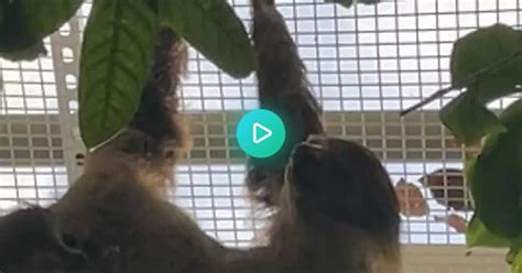 Sloth Scratches Album On Imgur
