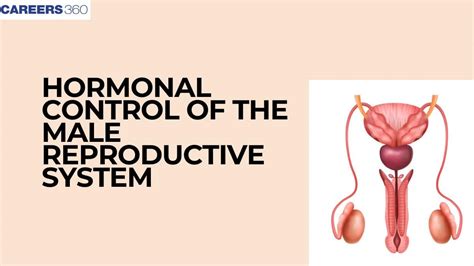 Hormonal Control Of Male Reproductive System Structure Function
