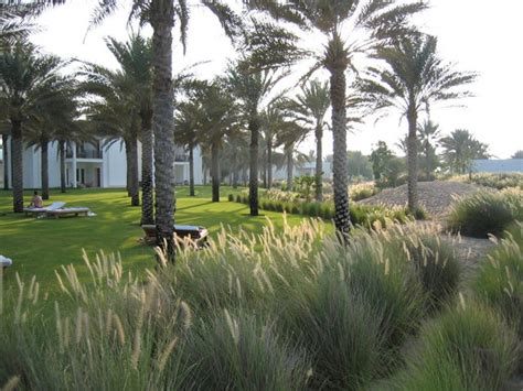 Mounding Sand And Grass Landscape Plants Grass