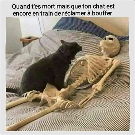 Cat And Dead Album On Imgur