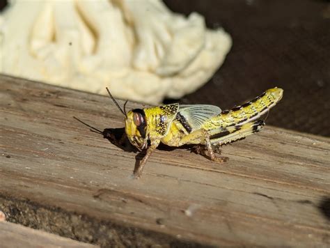 Cricket Vs Grasshopper 7 Key Differences Explained Expert Guide