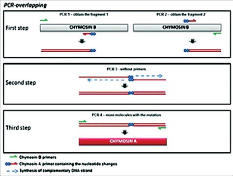 Overlap Pcr Primer Design For Pcr Overlap Extension Forward Primer Has