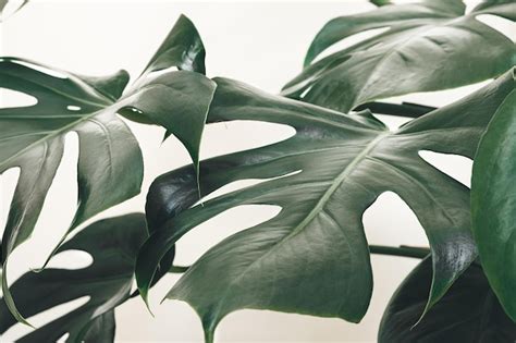 Folhas de monstera deliciosa ou planta de queijo suíço fechadas como