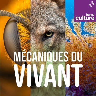 Le geai des chênes un passereau qui plantait des arbres épisode 4 5