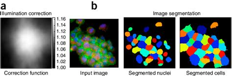 Methods Used For Image Analysis A Illumination Correction Function
