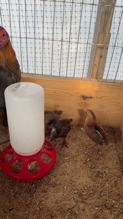 Inbreeding Mother Up Son Youtube