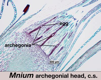 Boswell Bio 2011 Lab Exam 2 Bryophytes And Seedless Tracheophytes