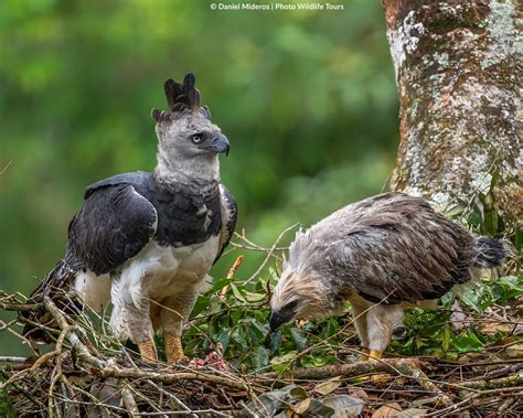 Daniel Mideros Foto Naturaleza 07 13º Congreso Aviturismo Birdwatching Congress