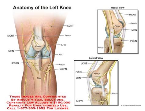 1218801x Anatomy Of The Left Knee Anatomy Exhibits