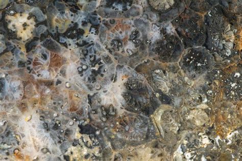 Close Up Texture Of Fossilized Coral Stock Image Image Of Ornament