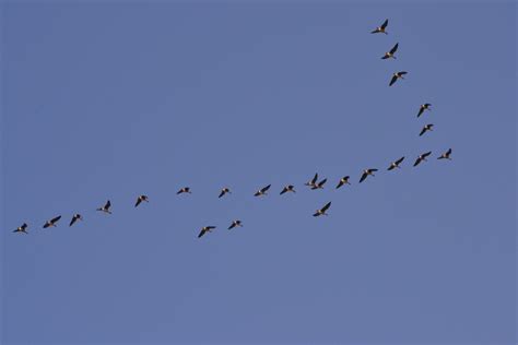 Free Images Branch Wing Sky Flock Flying Formation Flight