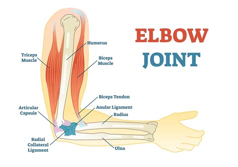 Anatomy Of Forearm And Elbow At Leona Grooms Blog