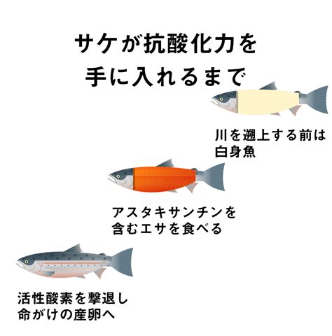 シミやシワ、たるみ対策に秋冬のサケがおすすめ。強力な抗酸化作用で老化が防げる？｜カラダネ
