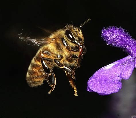 Honey Bee Photography