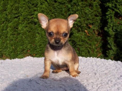 Types Of Chihuahua All Breed Variations With Pictures