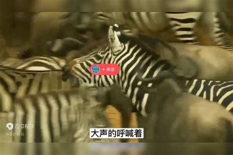 母斑马为救孩子却不小心被鳄鱼咬住后腿自身难保 鳄鱼 孩子 斑马