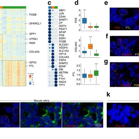 Single Cell Transcriptomic Analysis Reveals Human Retina Diversity A