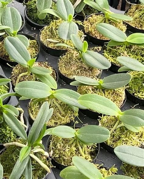 분즈 𝗕𝗢𝗢𝗡𝗭 햇살이 조금씩 포근해지는 이 계절 새로운 싹을 틔우는 귀여운 식물들이 하나둘씩 등장하는때에요🌱 예쁜 꽃들과 아기자기한 잎을 자랑하는 친구들이 이번주에