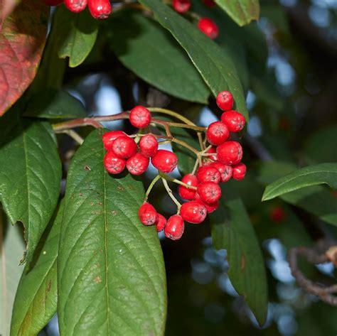 Cotoneaster Care Watering Fertilize Pruning Propagation Picturethis