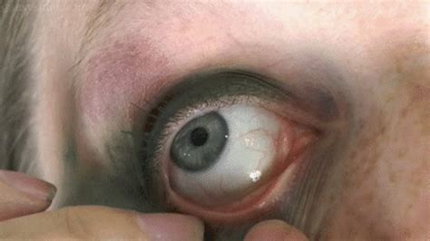 Eye Make Up Eye Fetish Very Close Up High Definition Eye Play