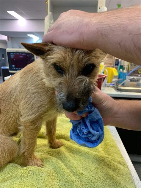 Cane Toad Poisoning In Dogs Symptoms And What To Do Fleamail