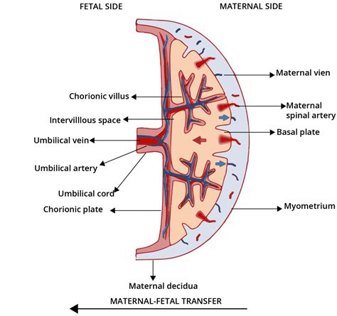 Placenta Diagram Labeled