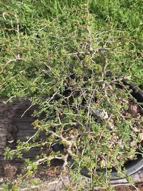 Commiphora Sp Eyl Somalia Furniture And Home Living Gardening Plants