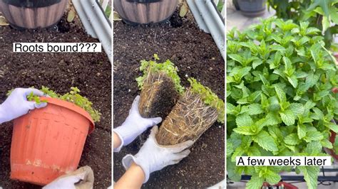 Gardener Shares Amazing Hack To Give Your Root Bound Plant A New