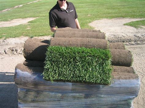 St Augustine Sod In Savannah Ga Nimmer Turf Farm