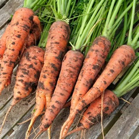 Transplanting Carrots Successful Techniques For Beginner Gardeners