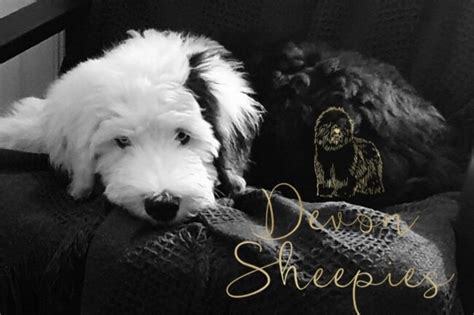 Previous Puppies Devon Doodles