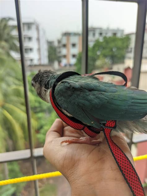 My Cute Birb Rconures