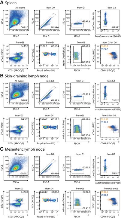 Phenotyping Of Treg Cells From Murine Spleen And Lymph Nodes A