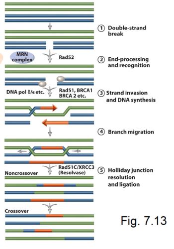 1026 Dna Recombination Flashcards Quizlet