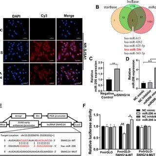 MiR 206 Is Identified As A Downstream Target Of LncRNA SNHG14 A The
