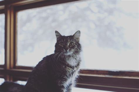 Free Images Whiskers Vertebrate Small To Medium Sized Cats Cat
