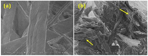 Scanning Electron Microscope Sem Photography Of Cellulose And Its