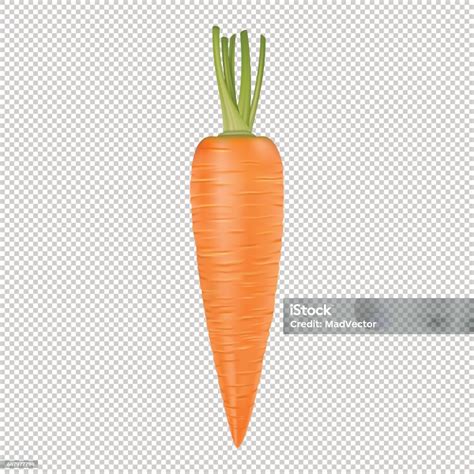 격리 된 현실적인 벡터 당근 아이콘입니다 디자인 서식 파일 0명에 대한 스톡 벡터 아트 및 기타 이미지 0명 녹색 다중